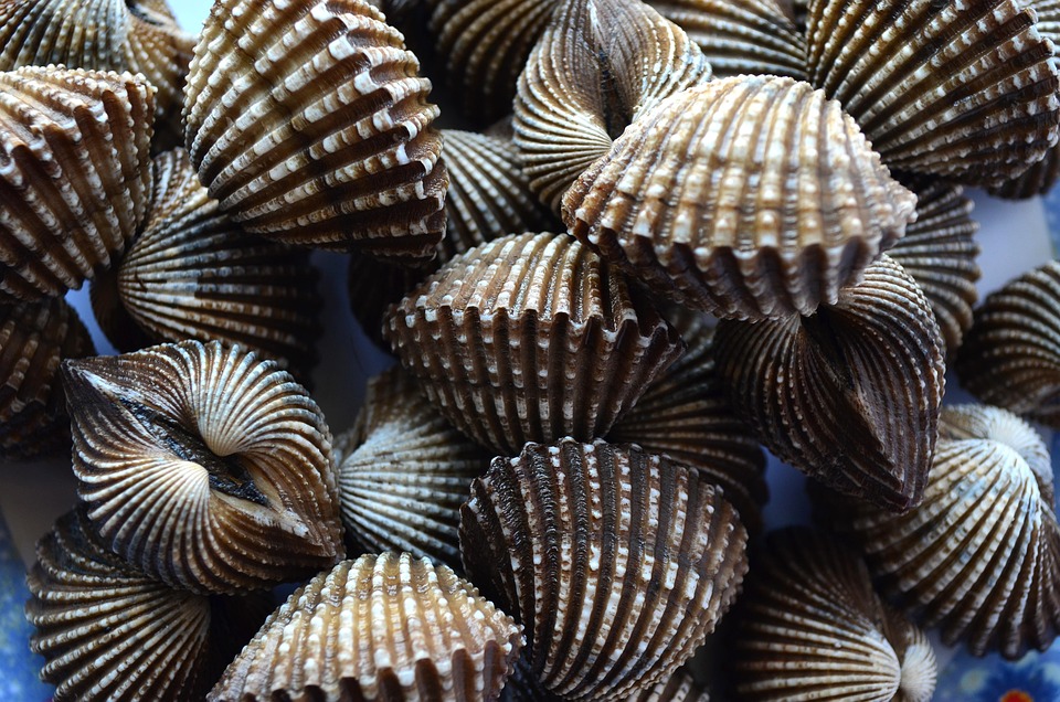 Soft Shell Sensations: Why This Delicacy is a Seafood Must-Try - Weera ...