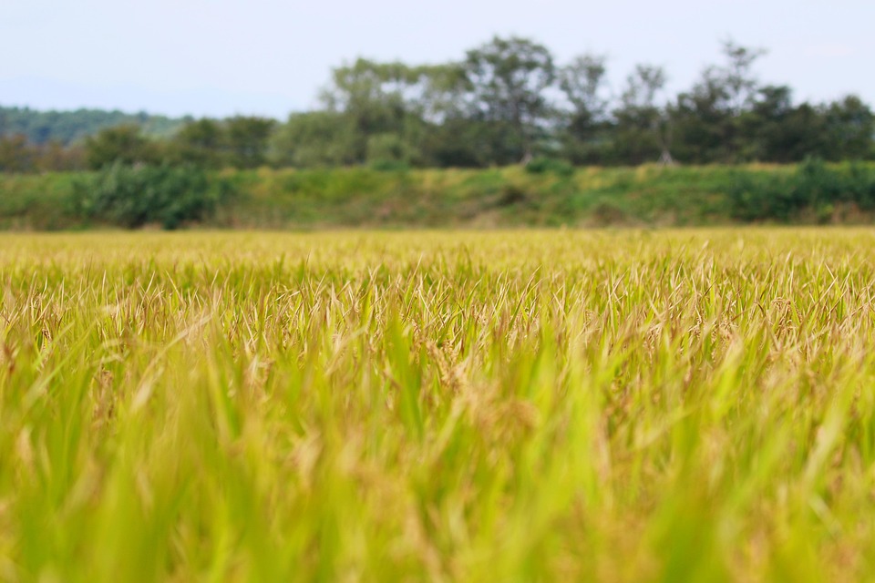 Rice Revolution: Elevate Your Meals with Colorful Vegetable Fried Rice ...